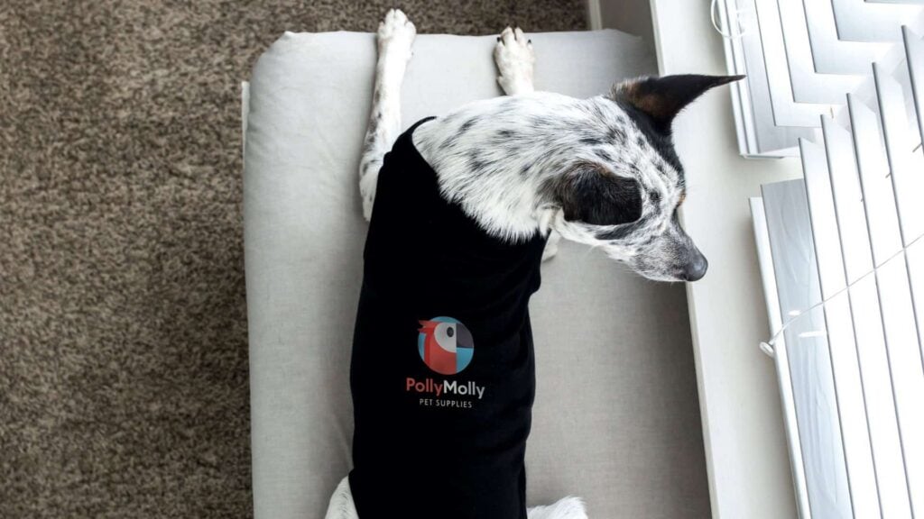33 Animal Logos to Help You Brand in the Wild | Tailor Brands